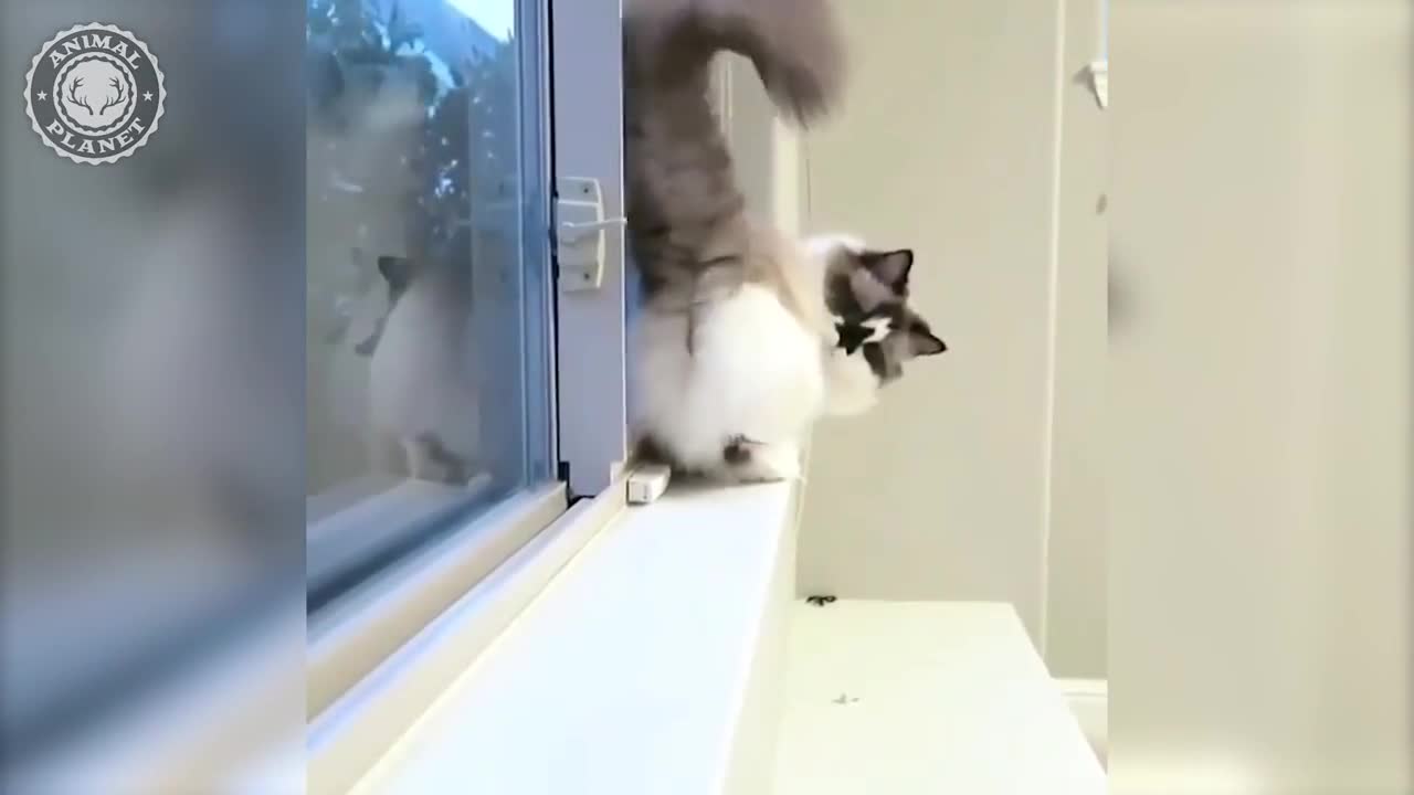 Cat Walking Backward video clip by Animals Doing Things