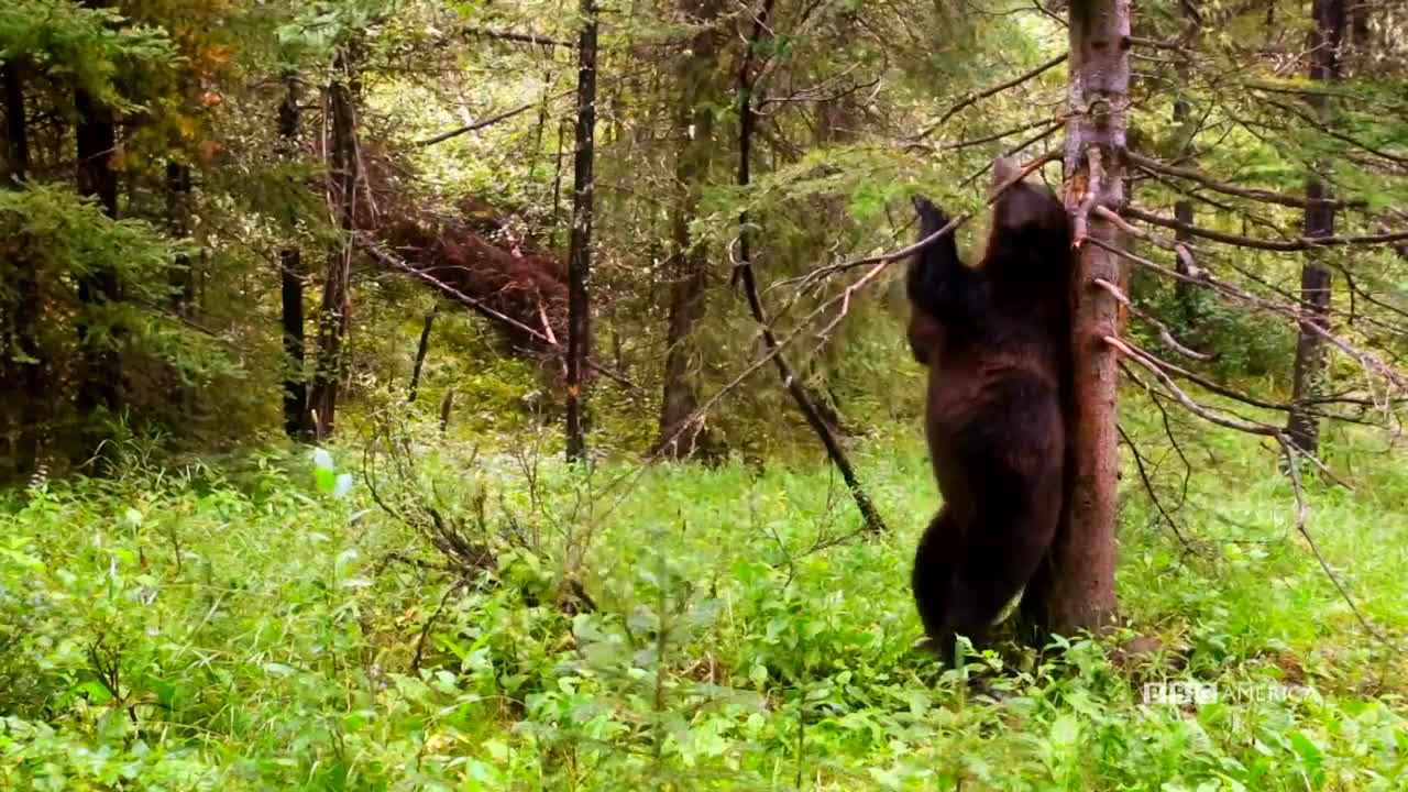 Bear Boogie video clip by BBC Planet Earth II