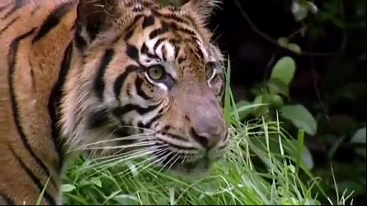 Staring Tiger video clip by Tigers