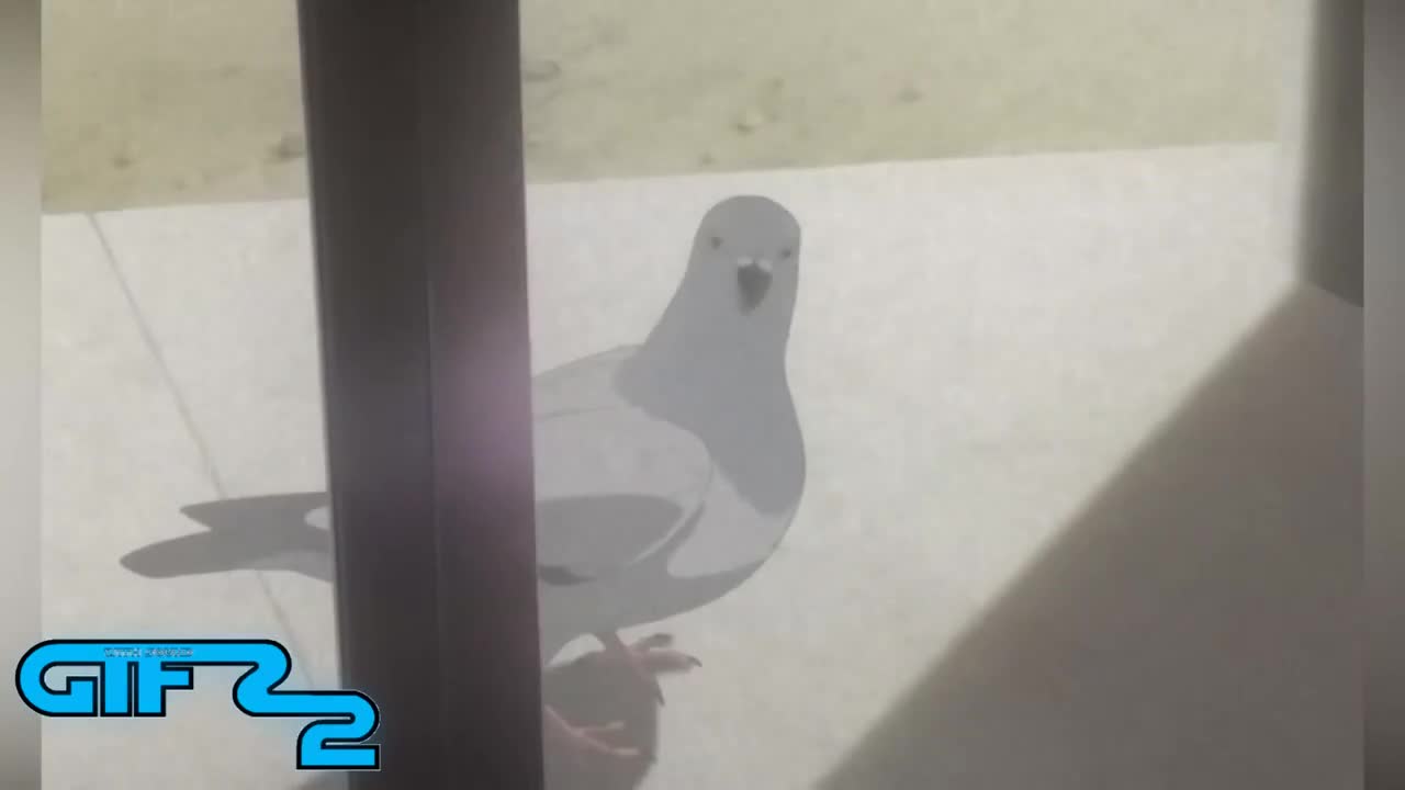 Dancing Bird video clip by GIF with sound 2
