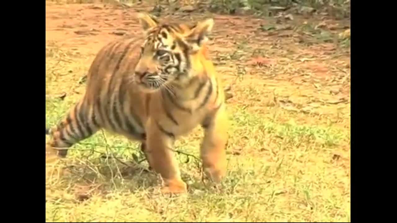 Tiger Cub video clip by Tigers