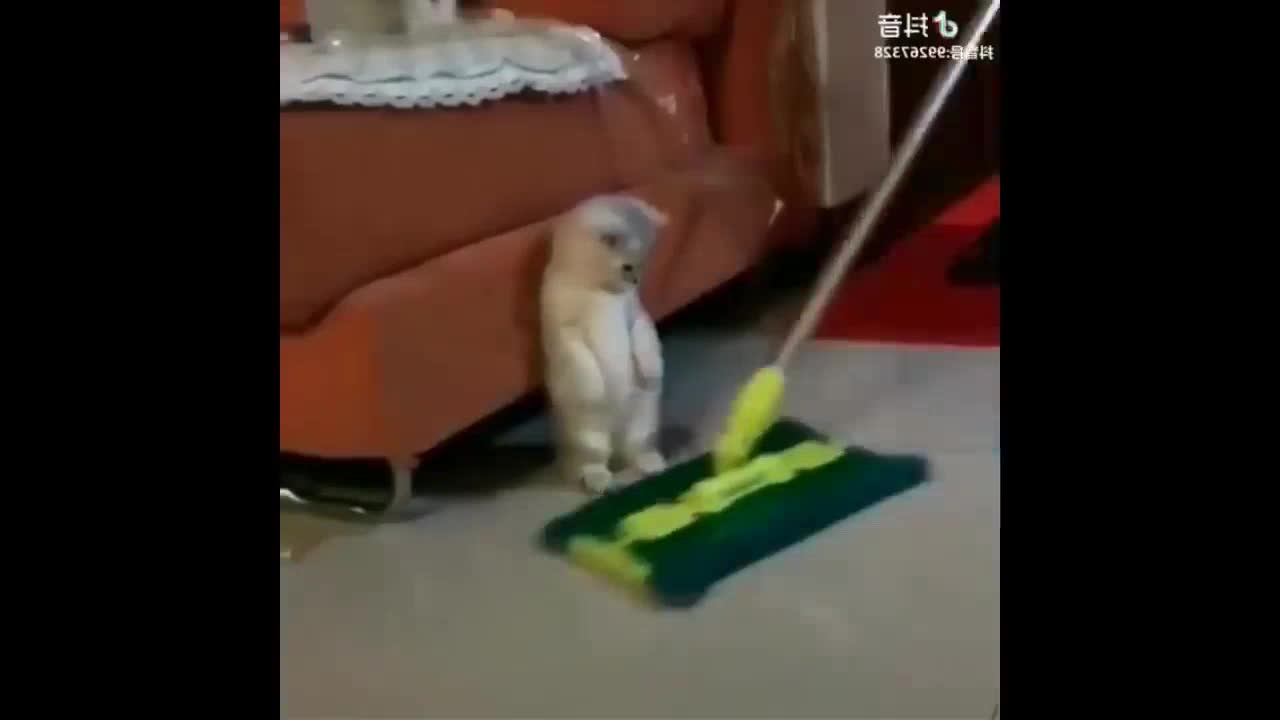 Mopping the floor video clip by Cute Animals