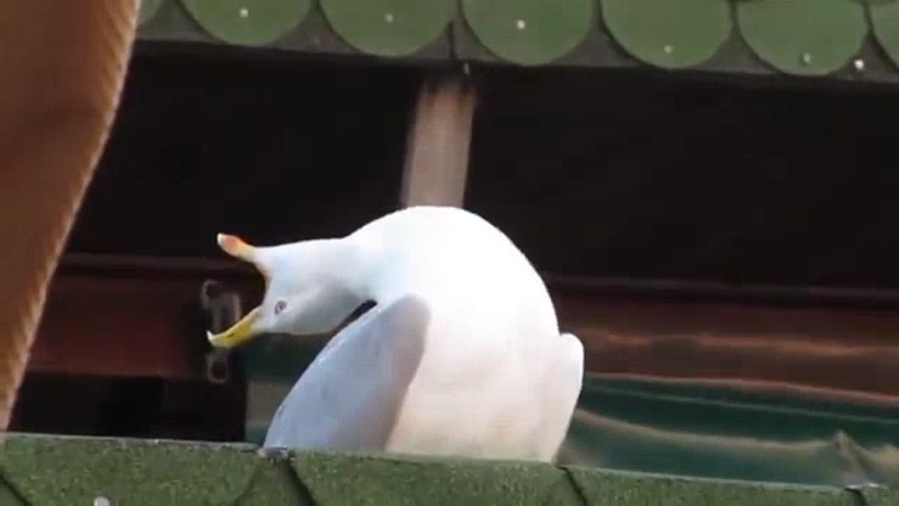 Crazy laughing seagull video clip by Vines