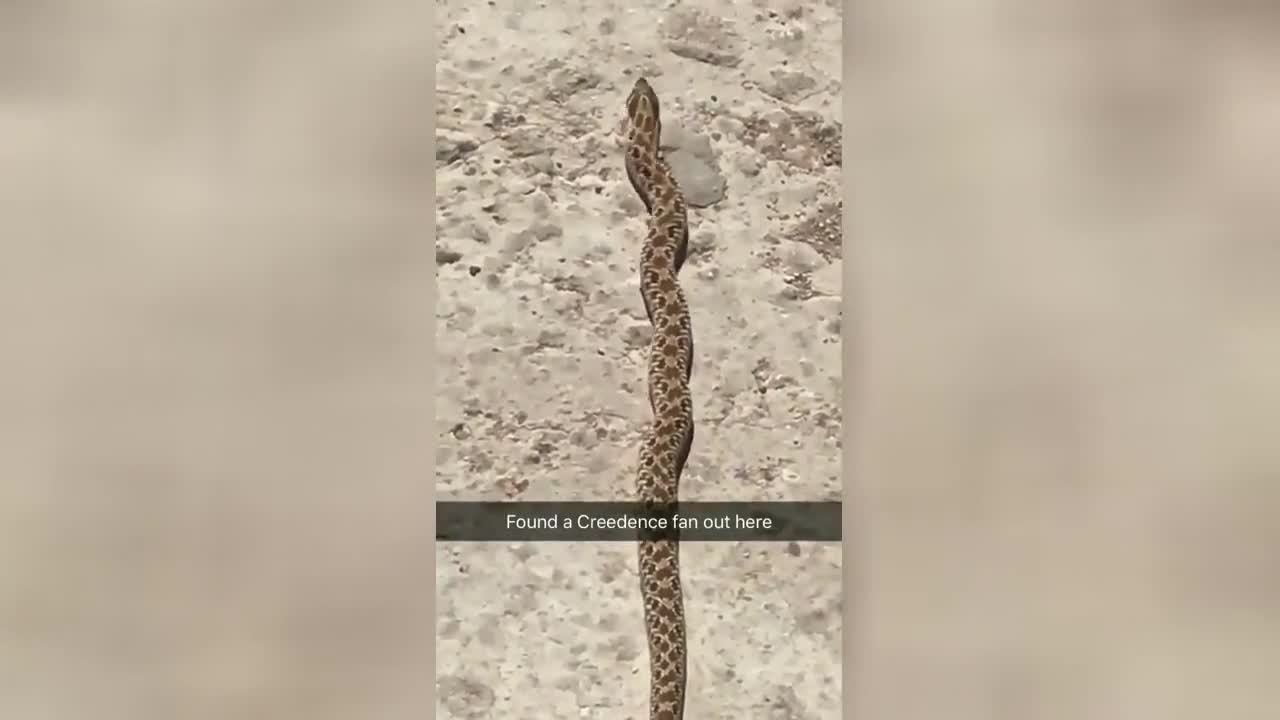 Snake Dancing video clip by YouTube