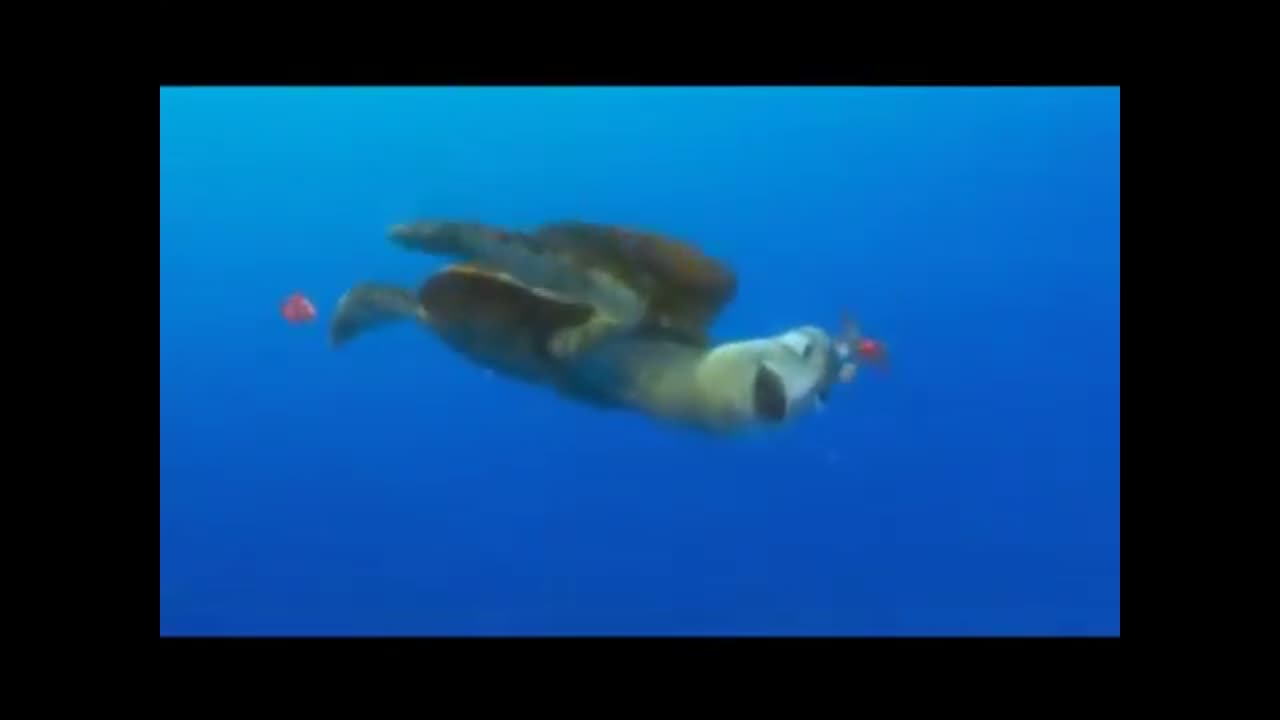 Fin Noggin Dude Memes 36 "Fin? Noggin? Dude!" Ideas | Finding Nemo,