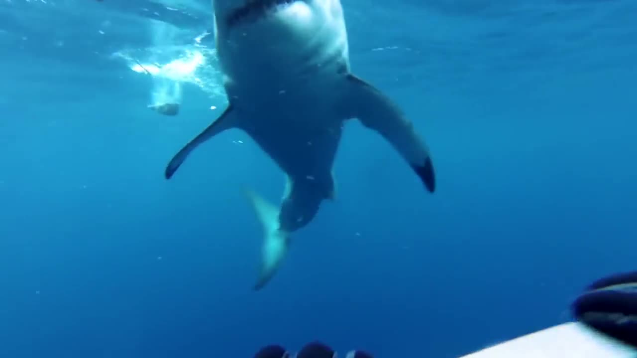 Shark Close Up video clip by Discovery