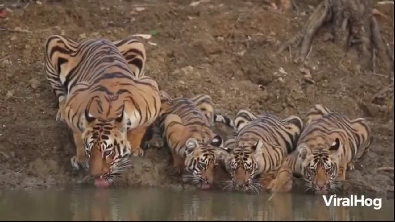 Tiger mom and cubs video clip by ViralHog
