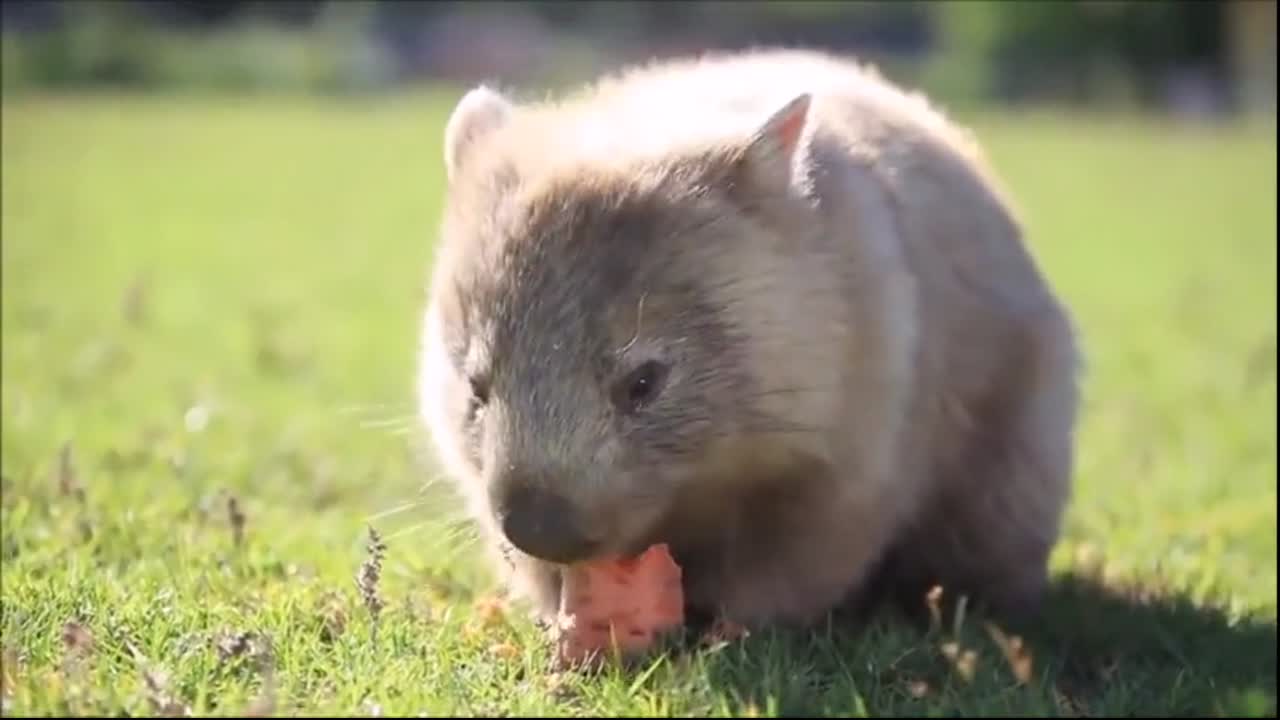 Wombat eating video clip by AnimalTV