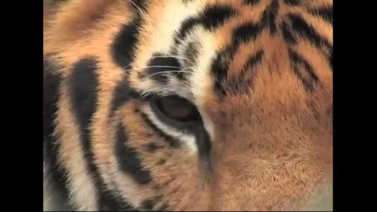 Tiger Winking video clip by Tigers