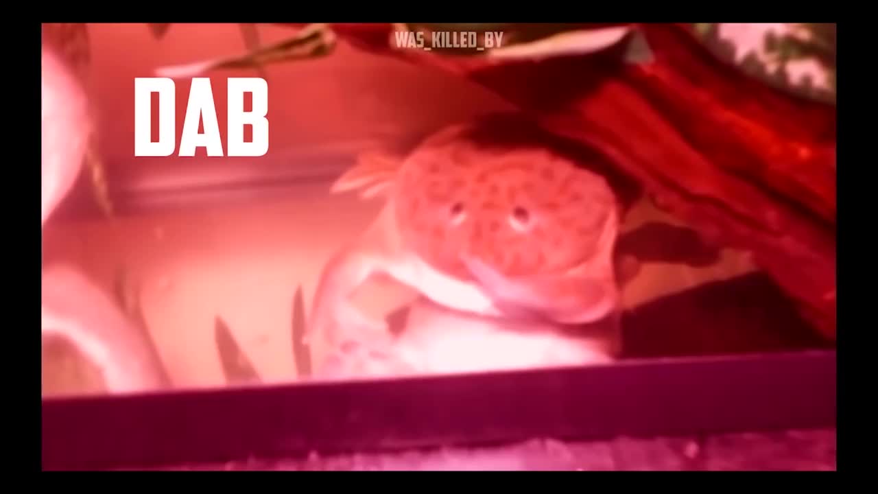 Frog Dab video clip by The Internet