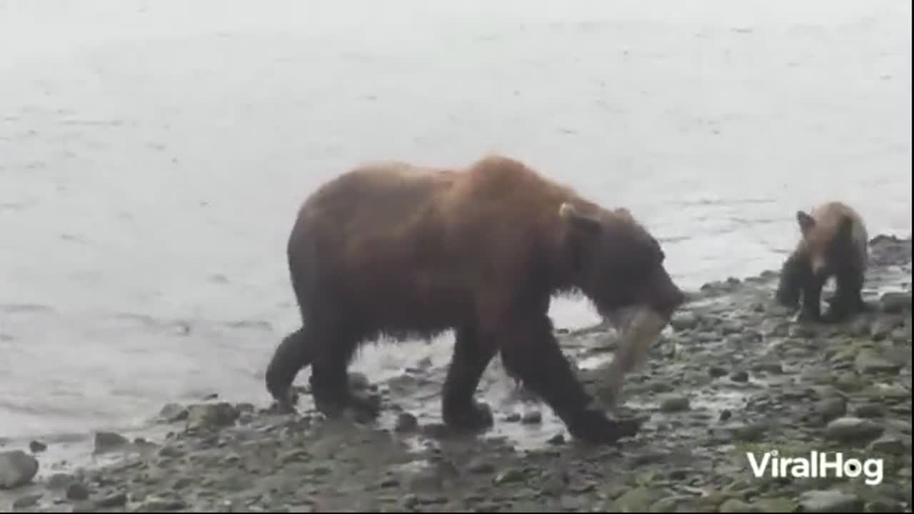 Mama bear brings dinner video clip by ViralHog