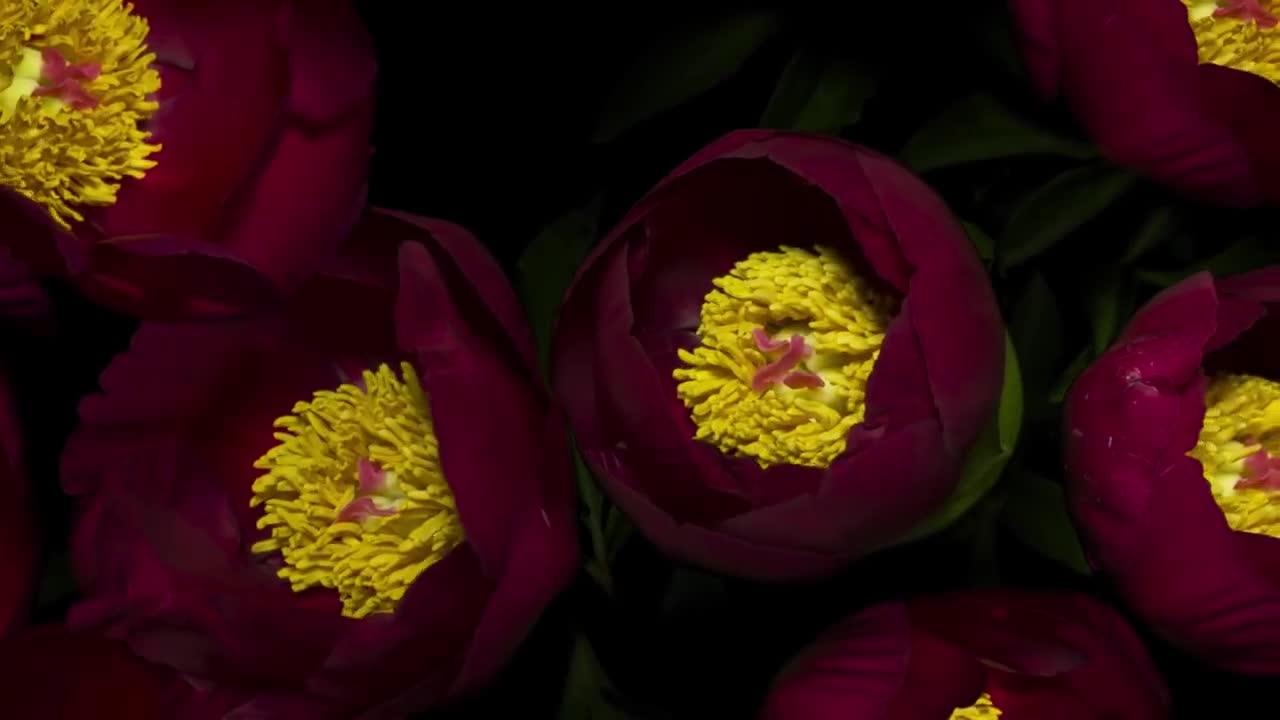 Natures Beauty video clip by Nature