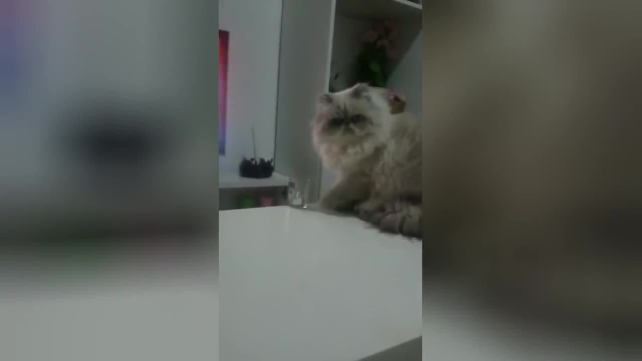 Cat Pushing Stuff video clip by Youtube