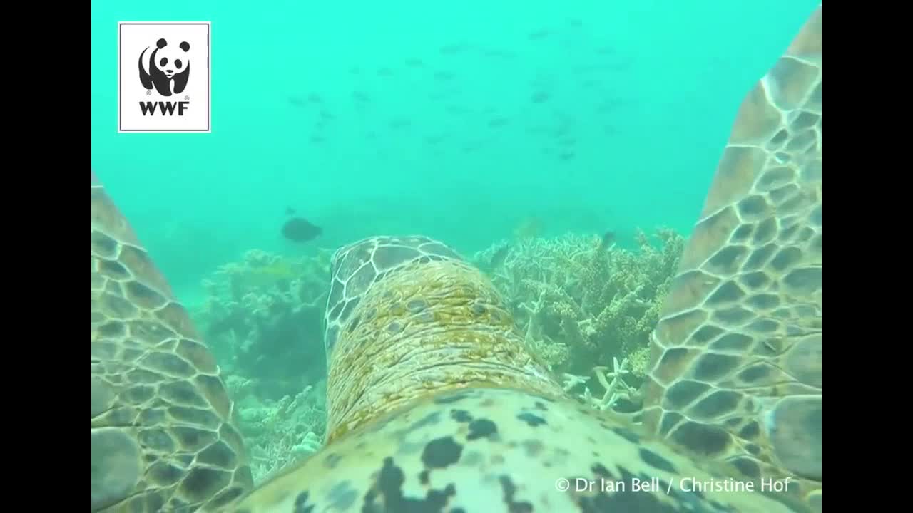Sea turtle swimming video clip by WWF