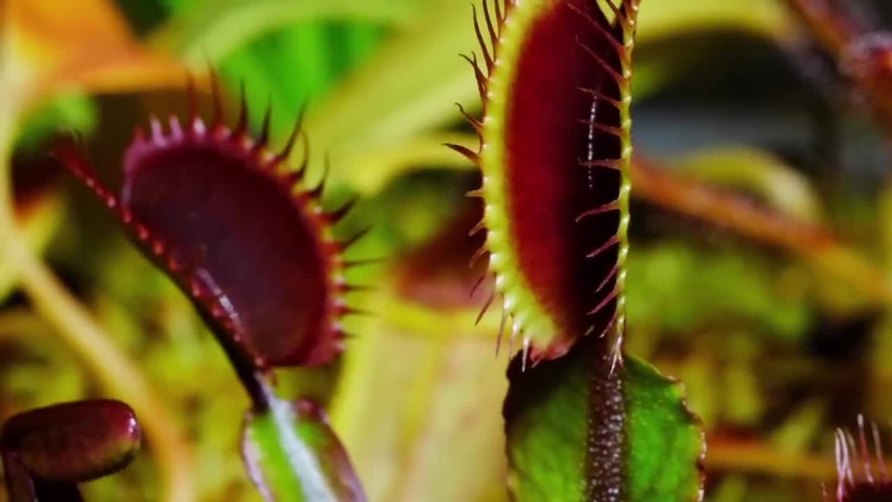Bug eating plant video clip by National Geographic
