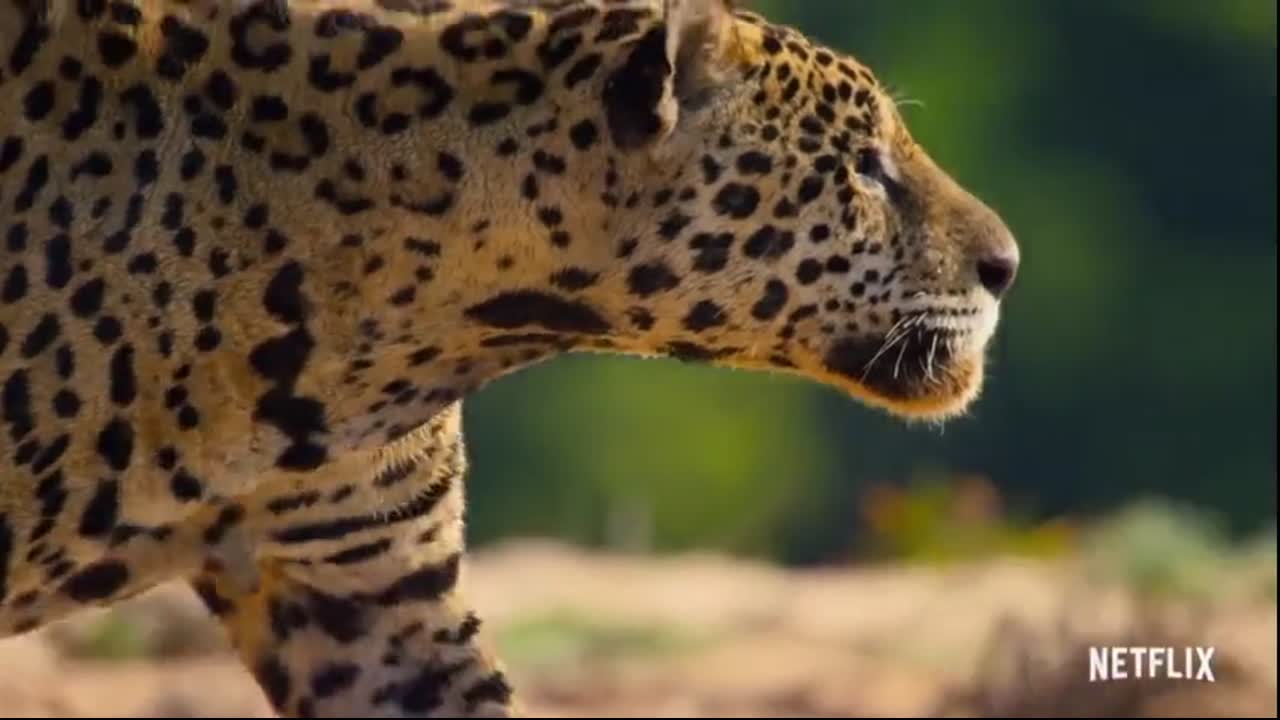 Amazing Animals video clip by Our Planet on Netflix