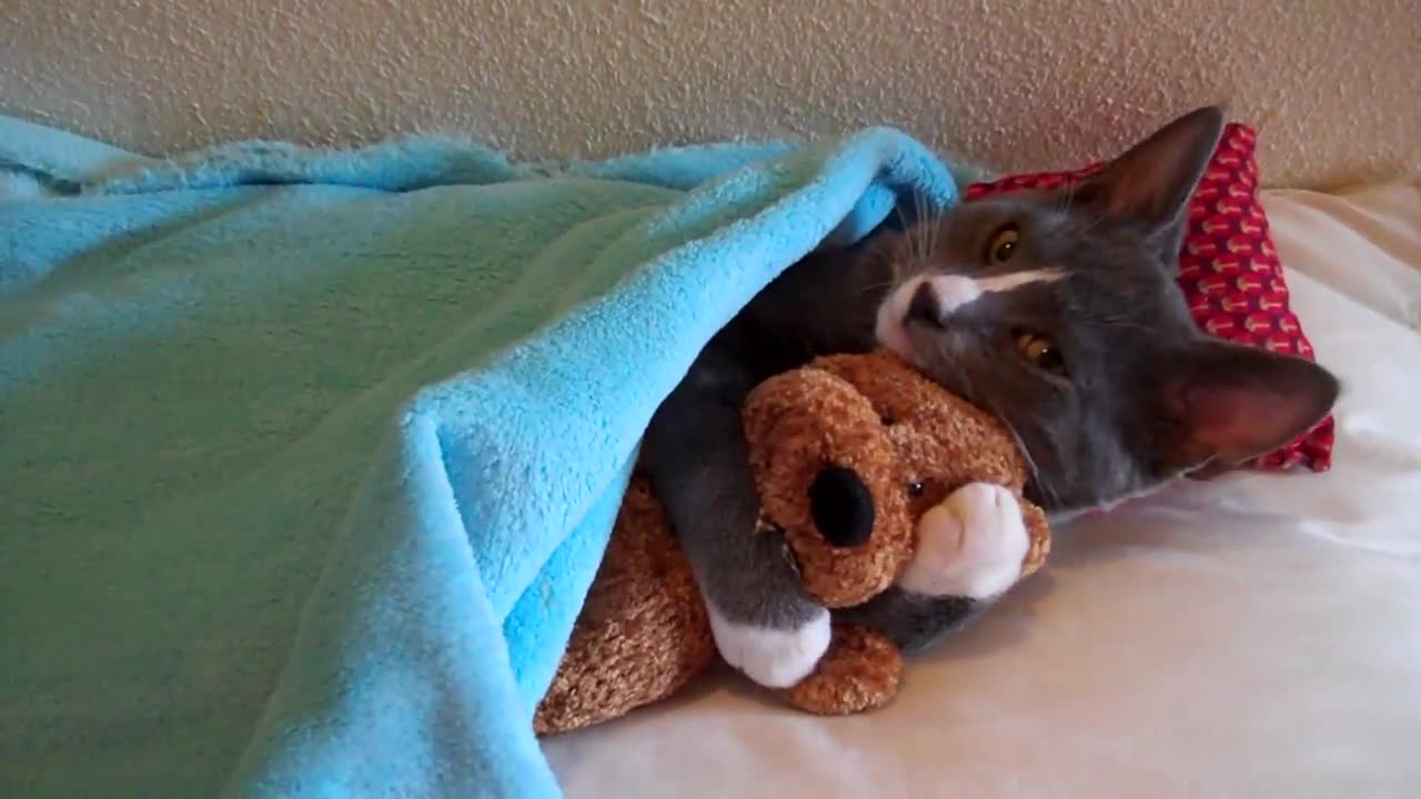 Cat hugs teddy bear video clip by Kitty Cat Bliss