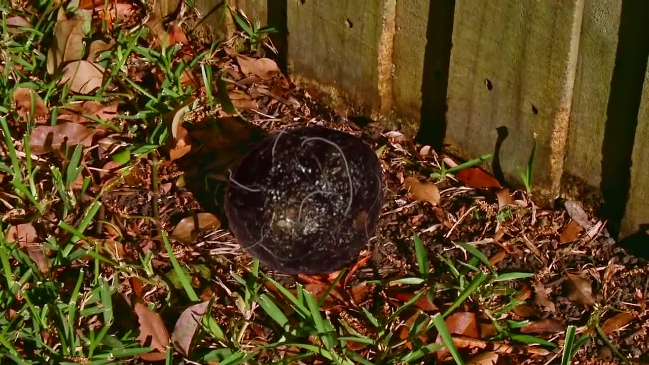 MrSafety - Easter Bunny poop | Perfect Meme Video Clip