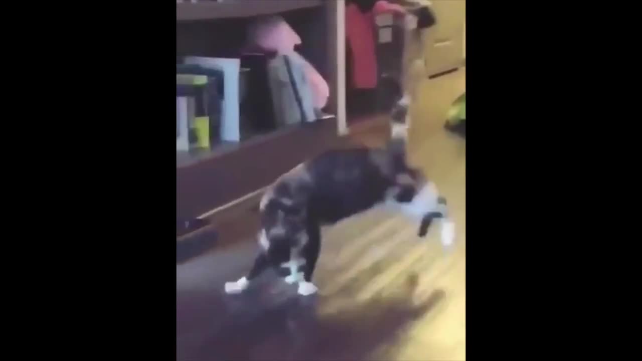 Cat Dancing Meme - Knuck if you Buck video clip by Vlipsy