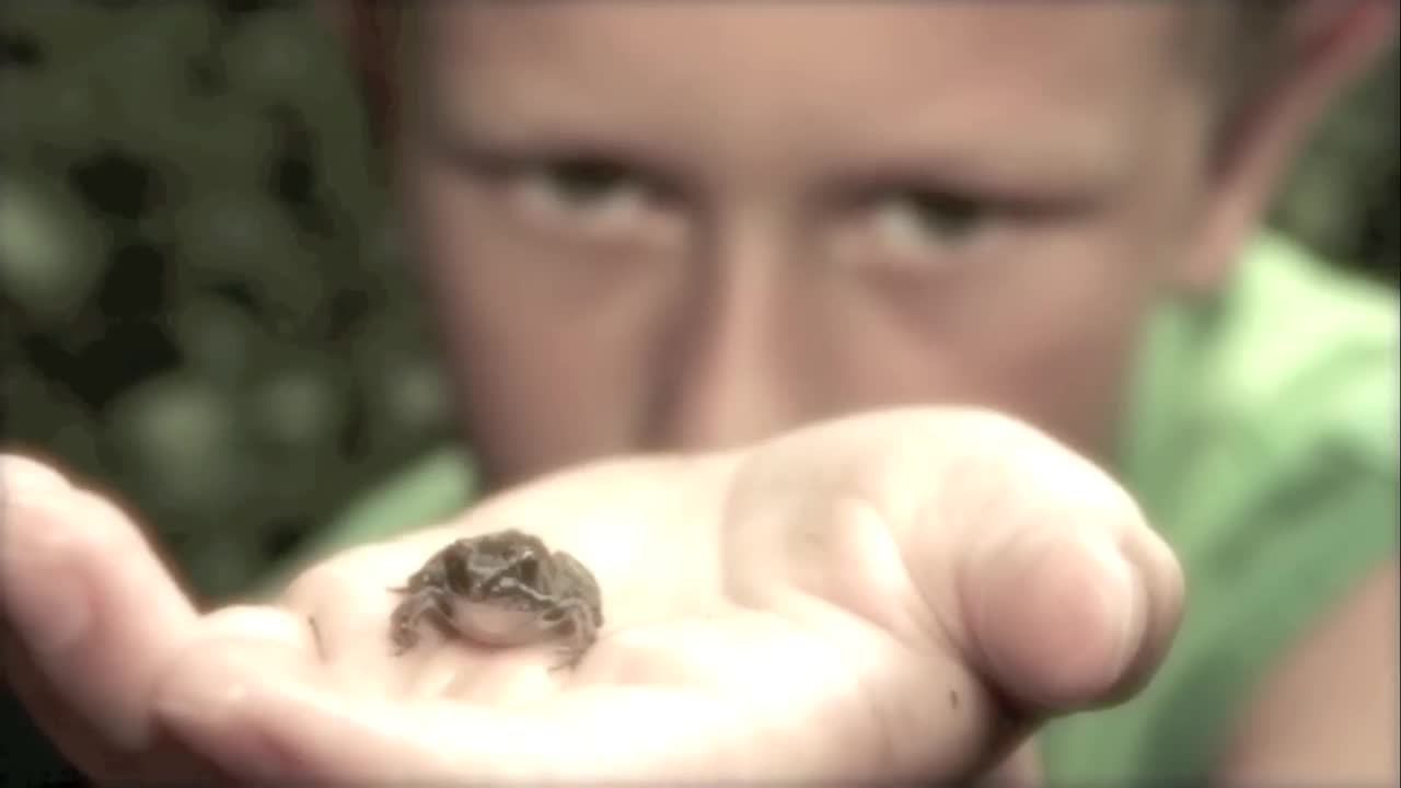 What are frogs? video clip by Jeopardy
