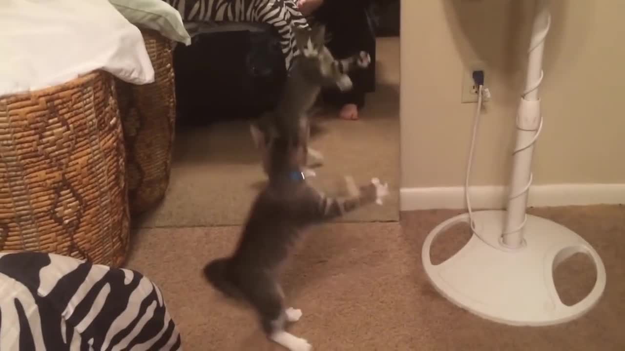 Salsa Dance video clip by Cat Salsa Dance