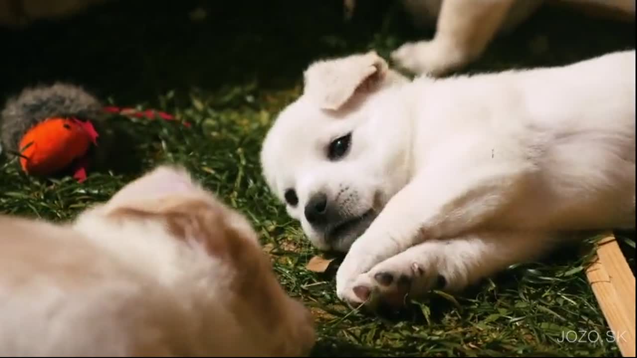 Cute Puppies Playing video clip by Animals