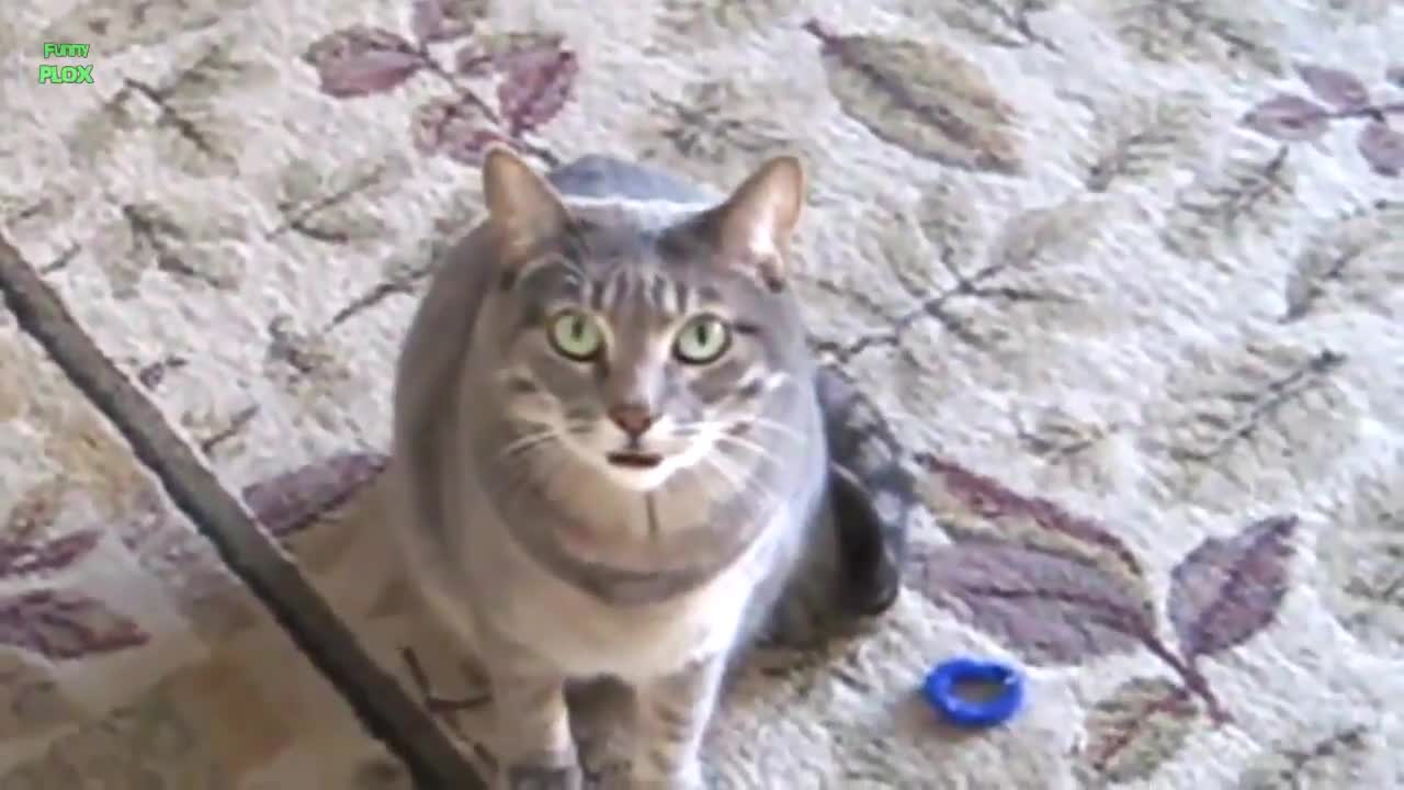 Meow video clip by Funny Cats and Kittens Meowing Compilation