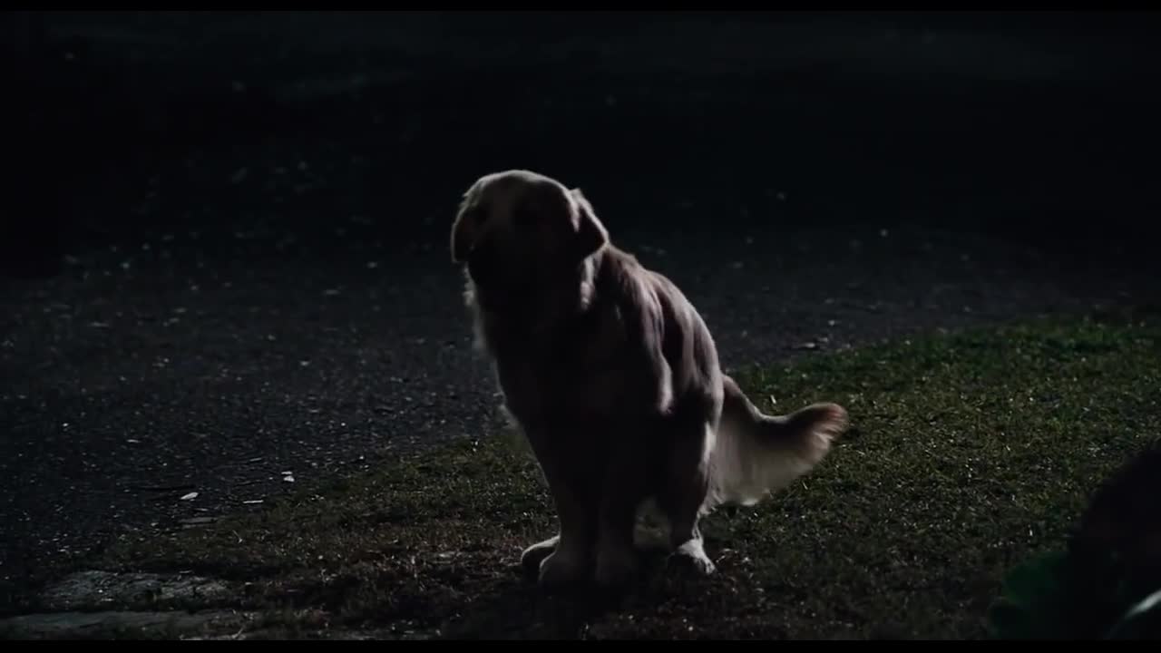 Fast forward letting the dog out video clip by Click