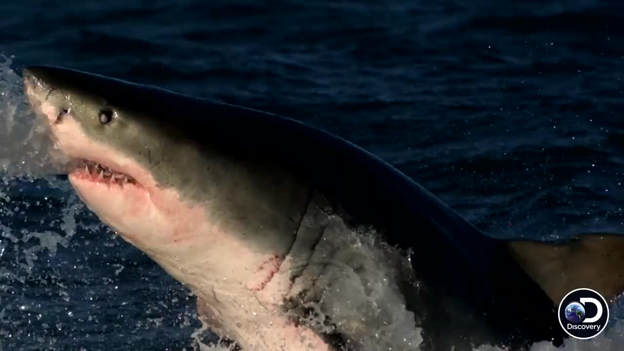 Shark Fin video clip by Discovery