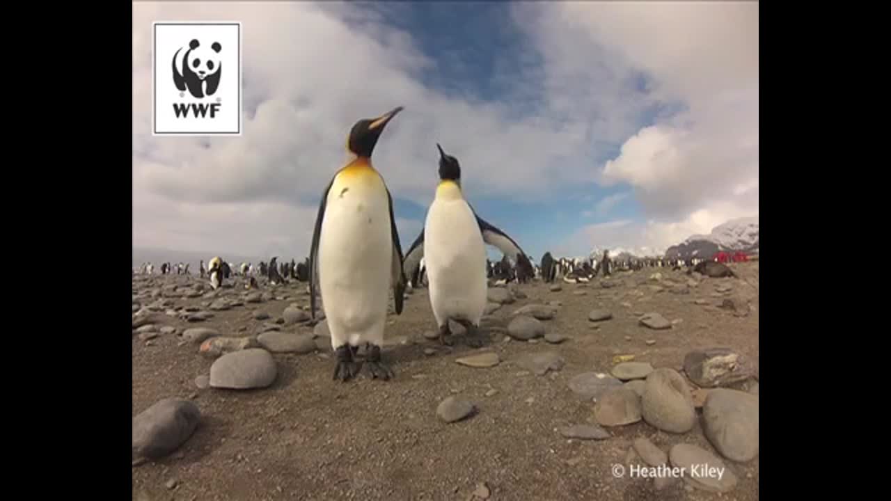 Penguins video clip by WWF