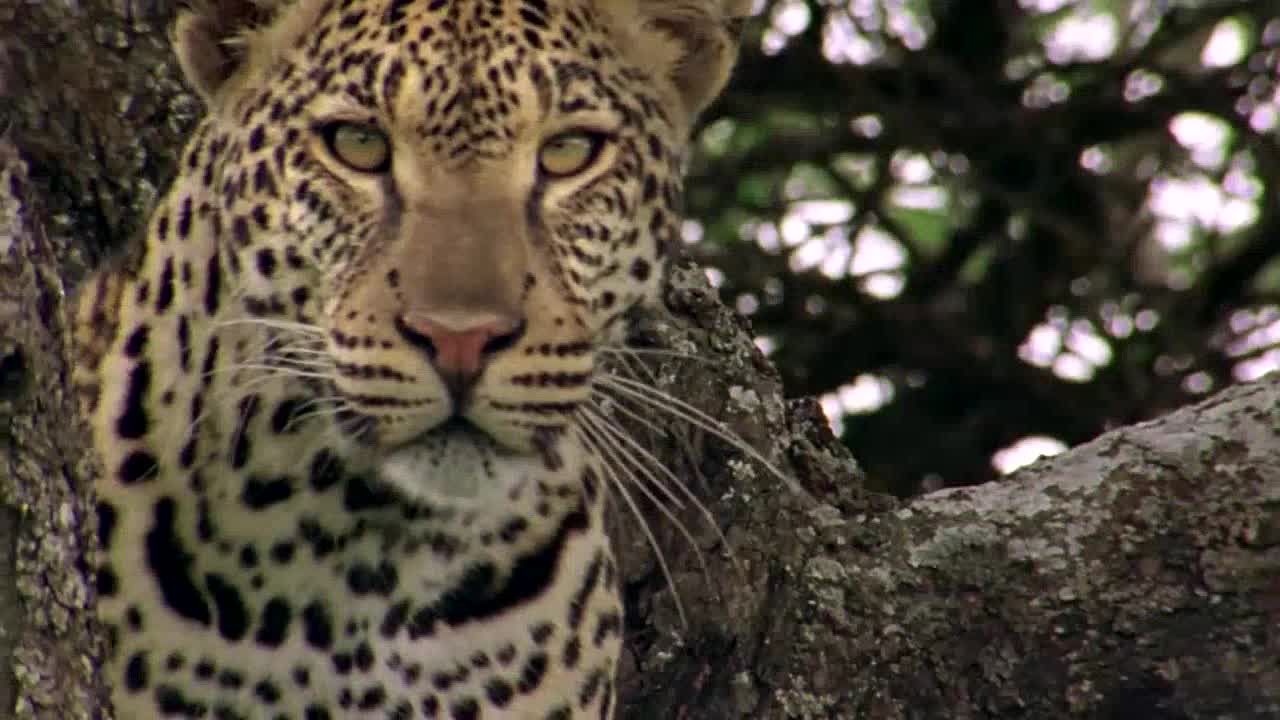 Jungle Animals video clip by WWF