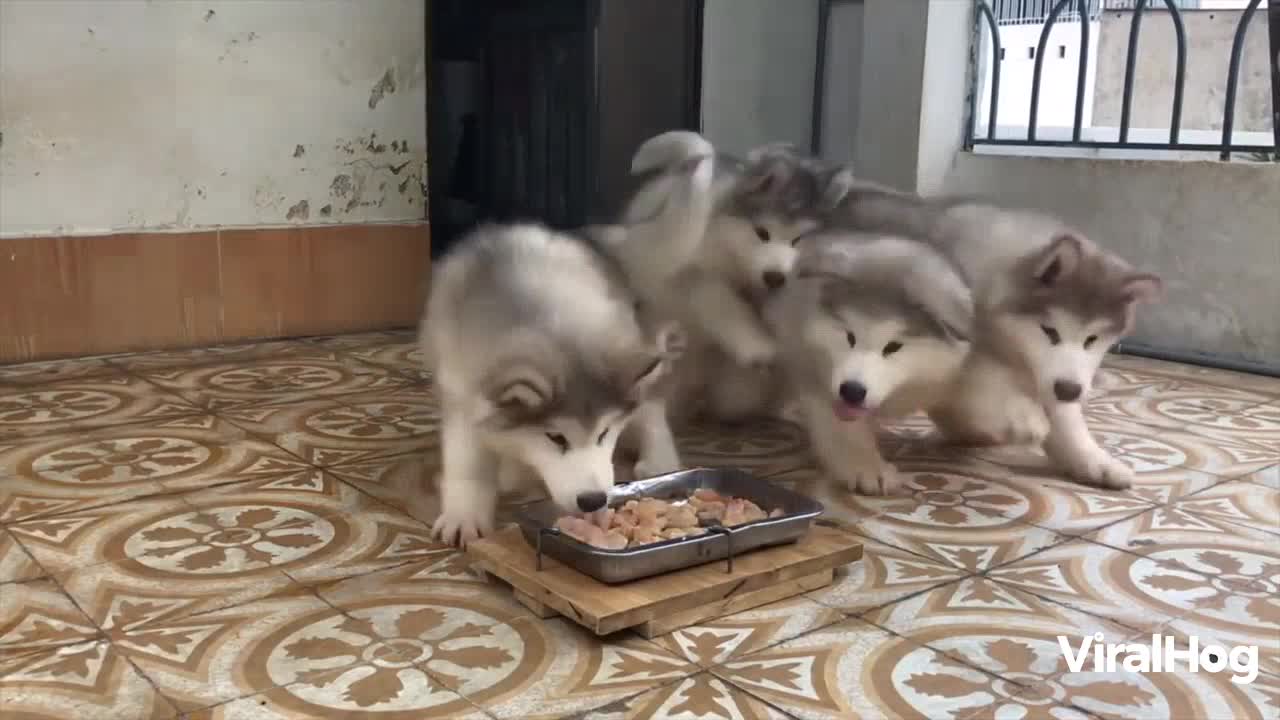 Hungry Husky Puppies video clip by ViralHog