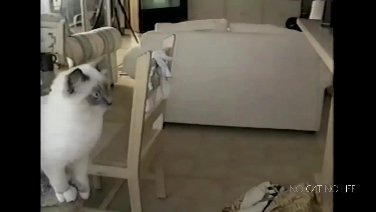 Cat Jump Fail video clip by NoCAT NoLiFE