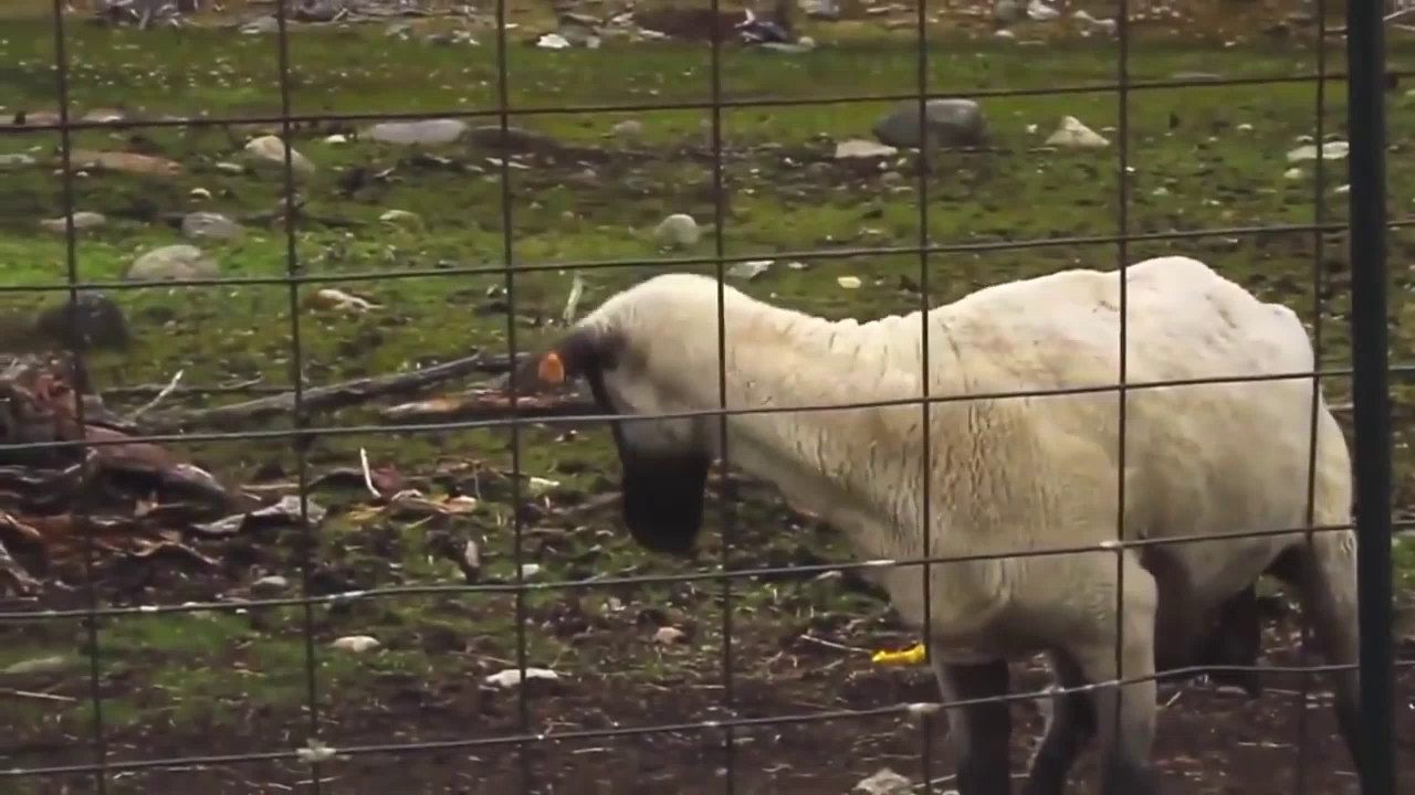 The G.O.AT. video clip by YouTube