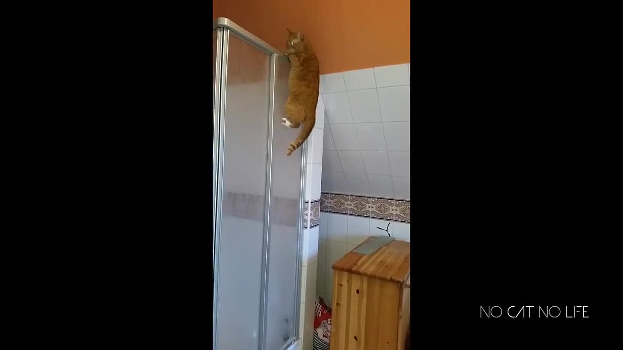 NoCAT NoLiFE - Cat Jump Fail: Shower Door | Perfect Meme Video Clip