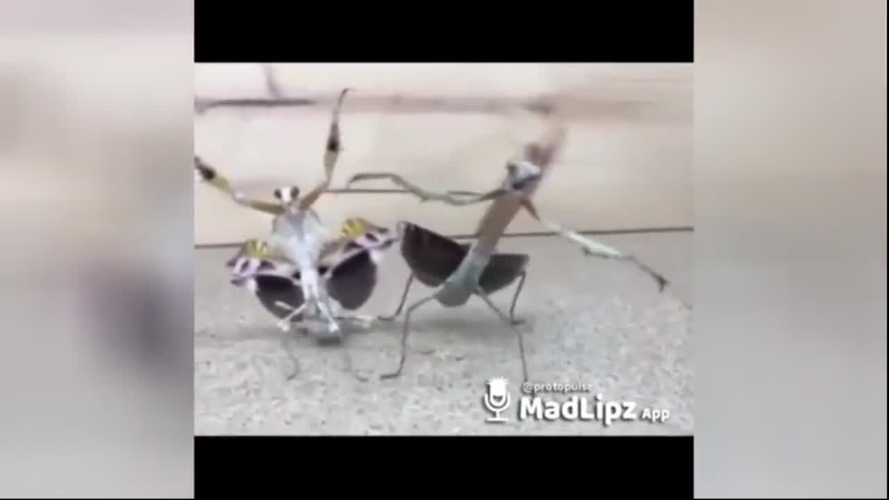 Praying Mantis: Fight advice