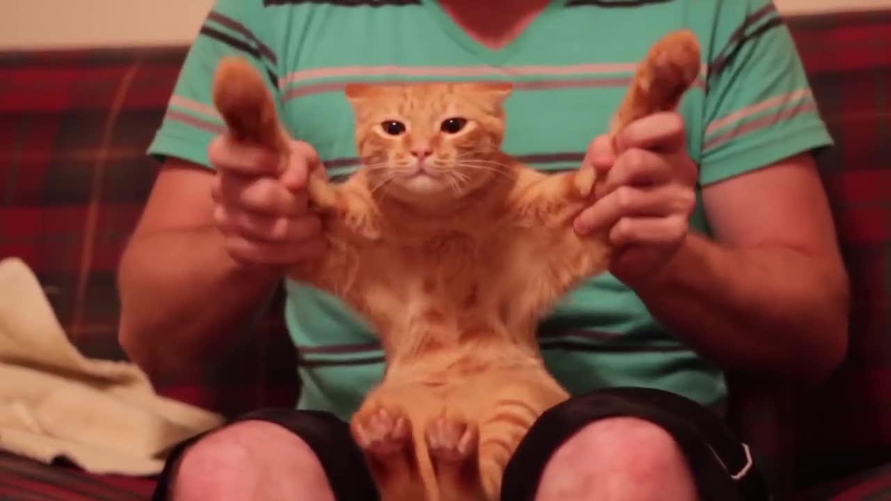 Dubstep Cat video clip by Animals