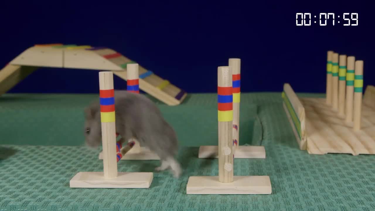 Speedy Hamster video clip by AprilsAnimals