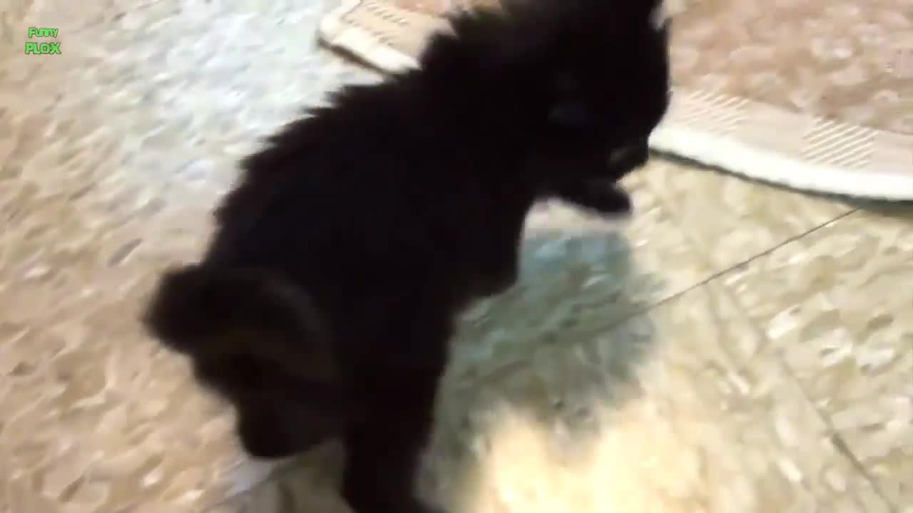 Cute Kitten Meowing video clip by FunnyPlox