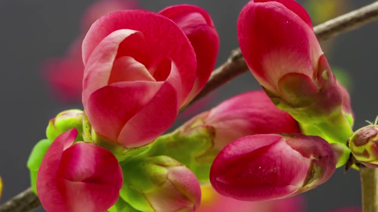 Blooming Tree video clip by National Geographic
