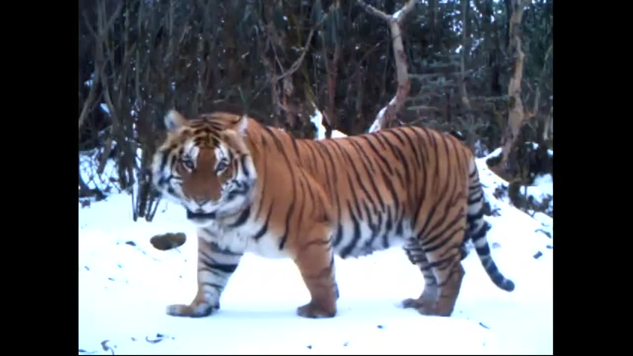 Tiger leaves video clip by Tigers