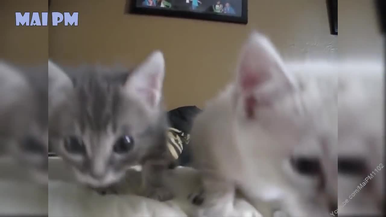 Best Of Cute Kittens Meowing Compilation 2018 || NEW HD: Meow