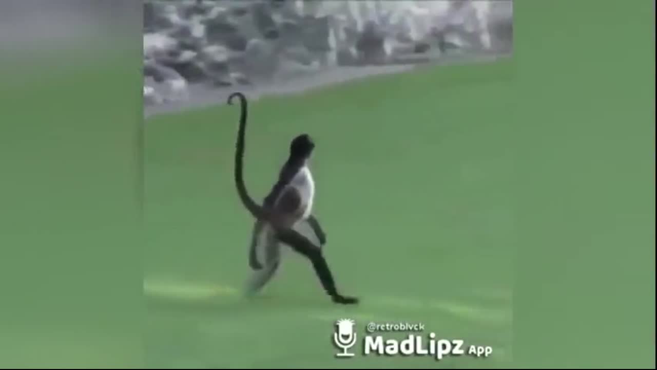 Put $25 on Pump 7 video clip by Monkey