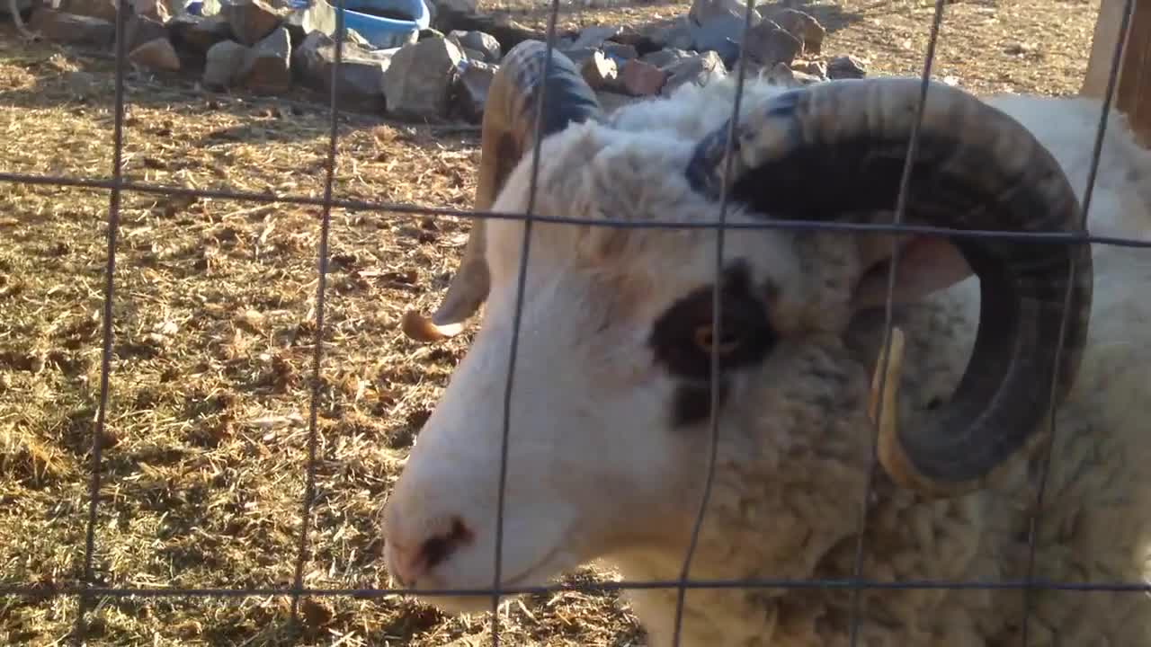 Sheep video clip by Vine