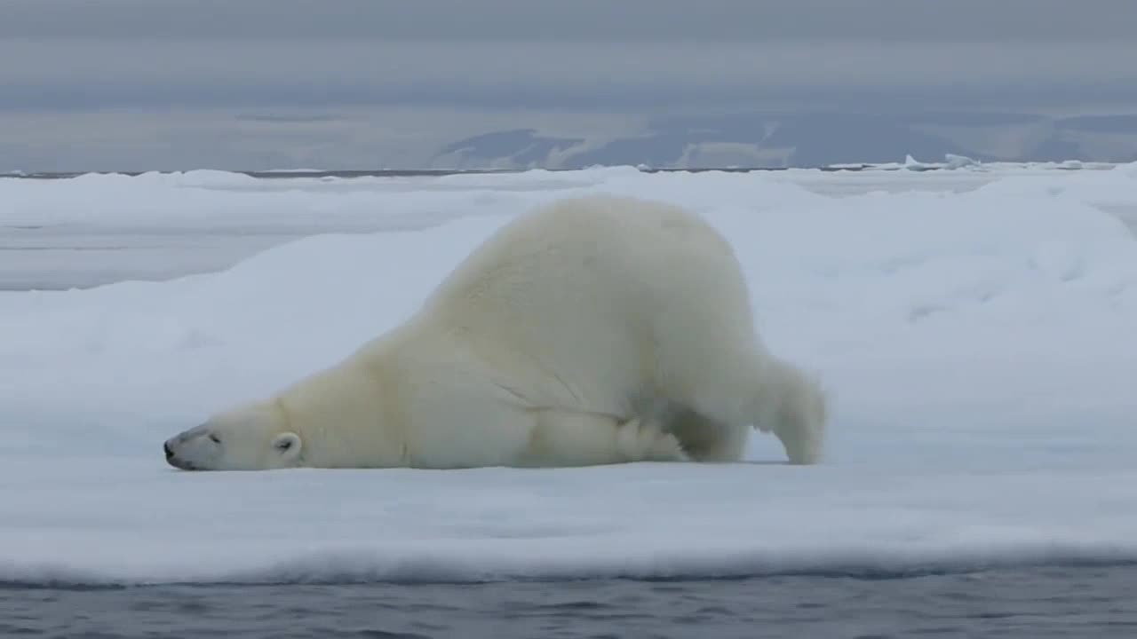 Polar bear slide video clip by WWF