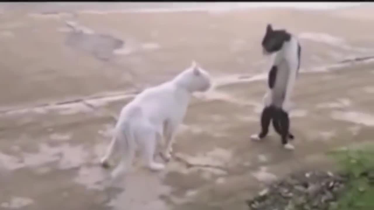 Thriller video clip by Cat Tuber