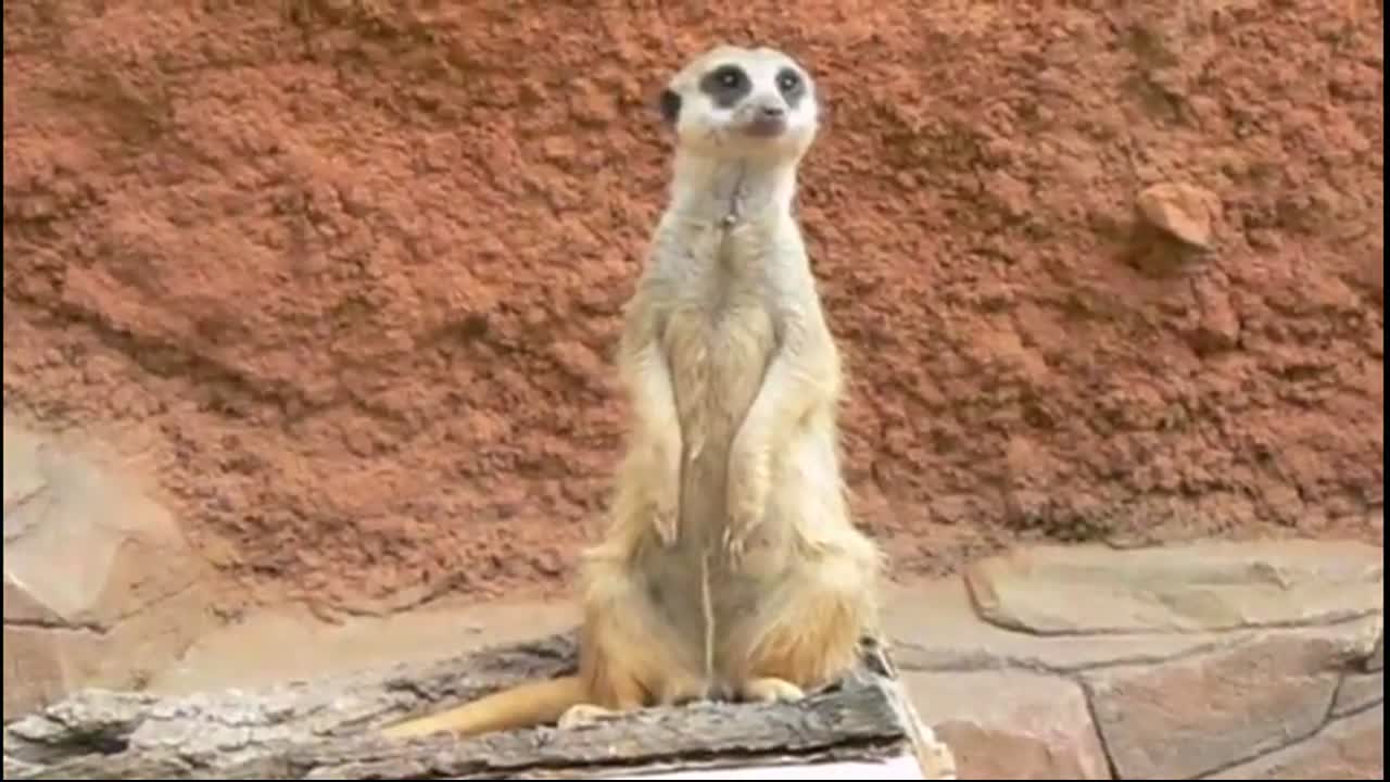 The Suricate video clip by YouTube