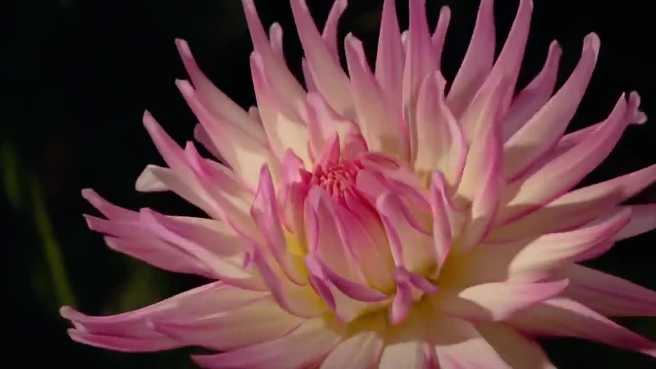 Beautiful flowers video clip by Nature