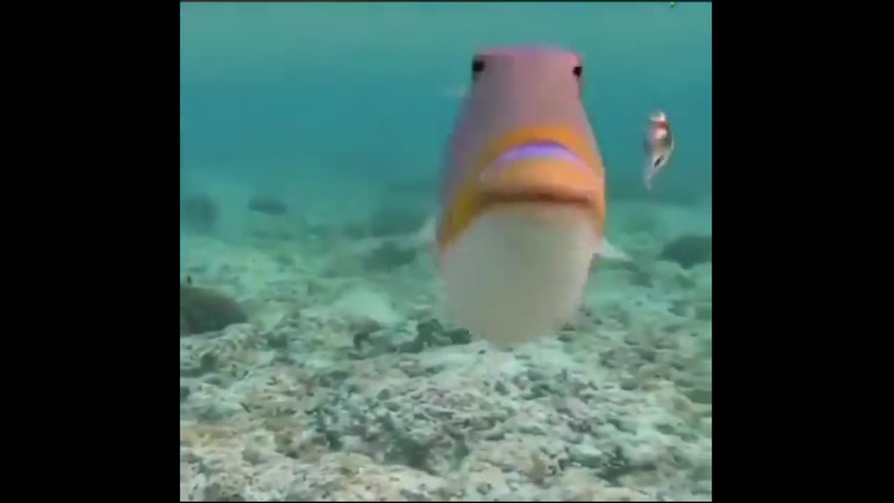 Fish With Lips Meme | Lipstutorial.org